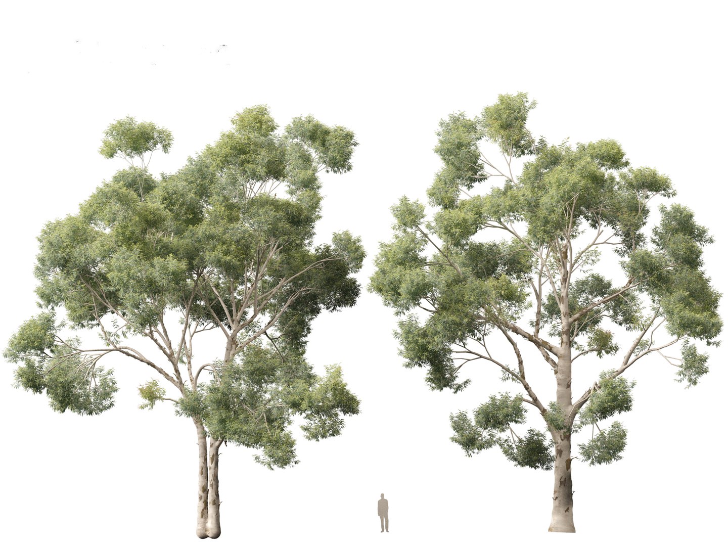 3D Corymbia Citriodora - Lemon-scented Gum Model - TurboSquid 2123672