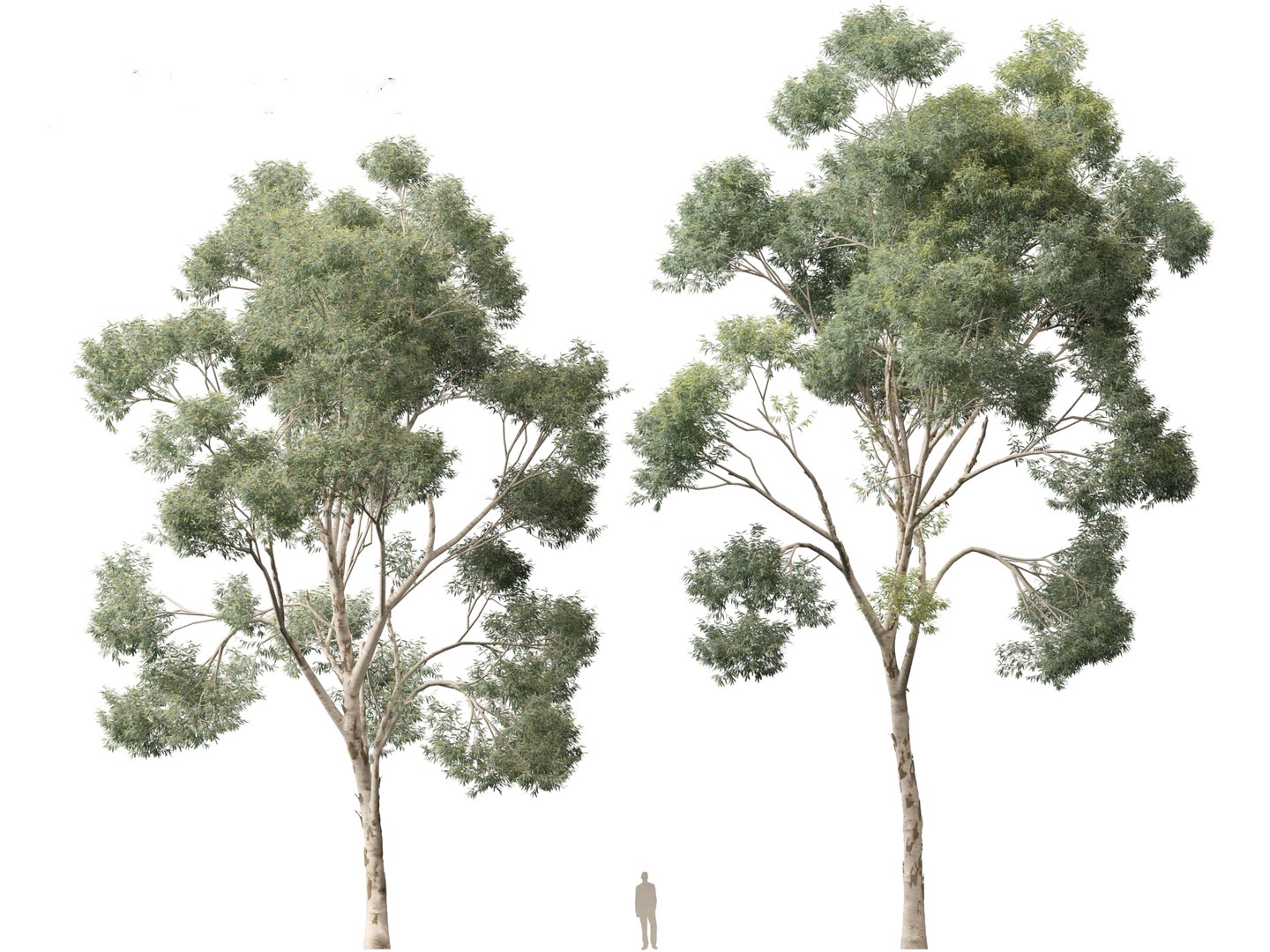 3D Corymbia Citriodora - Lemon-scented Gum Model - TurboSquid 2123672