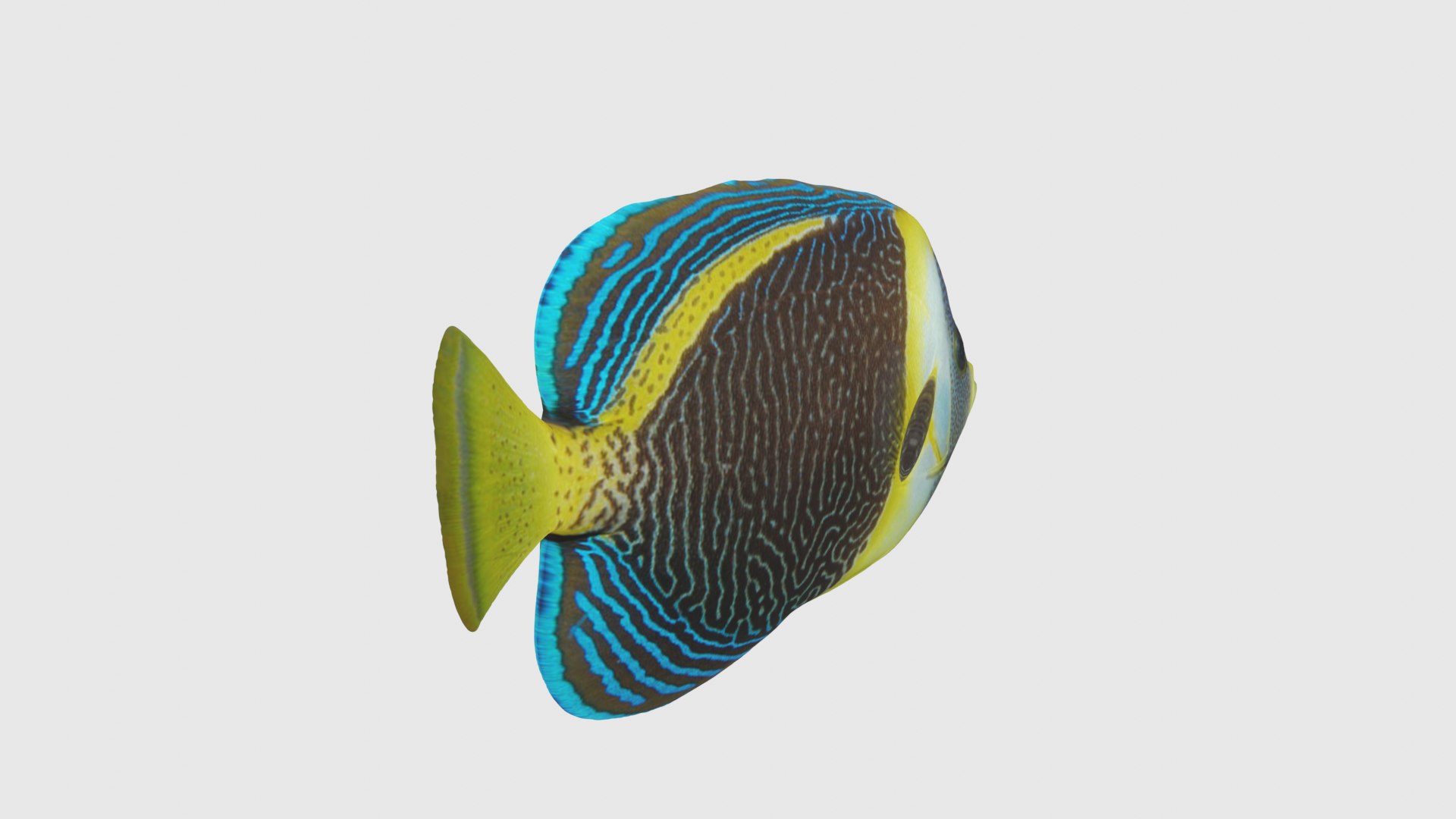 3D Low Poly Angelfish Rigged With Realistic Texture Model - TurboSquid ...