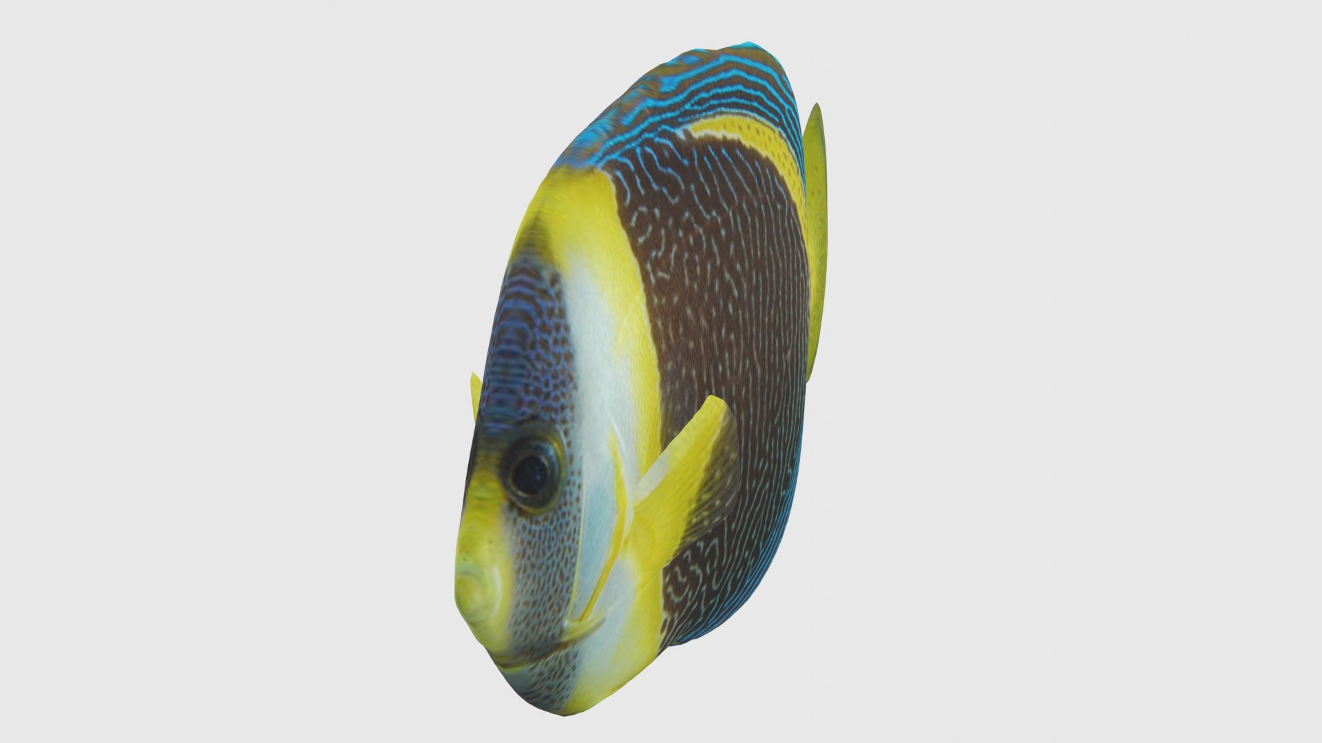 3D Low Poly Angelfish Rigged With Realistic Texture Model - TurboSquid ...