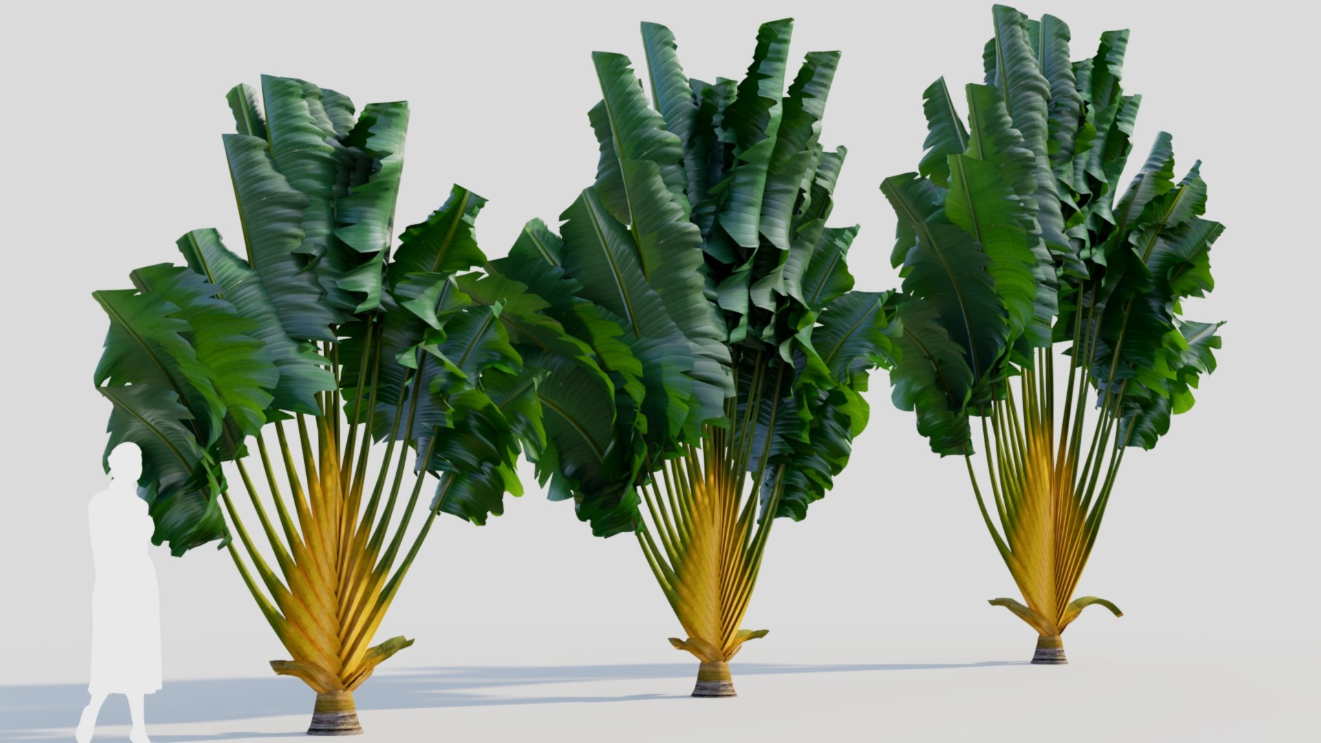 3D Model Ravenala Madagascariensis B - TurboSquid 2219590