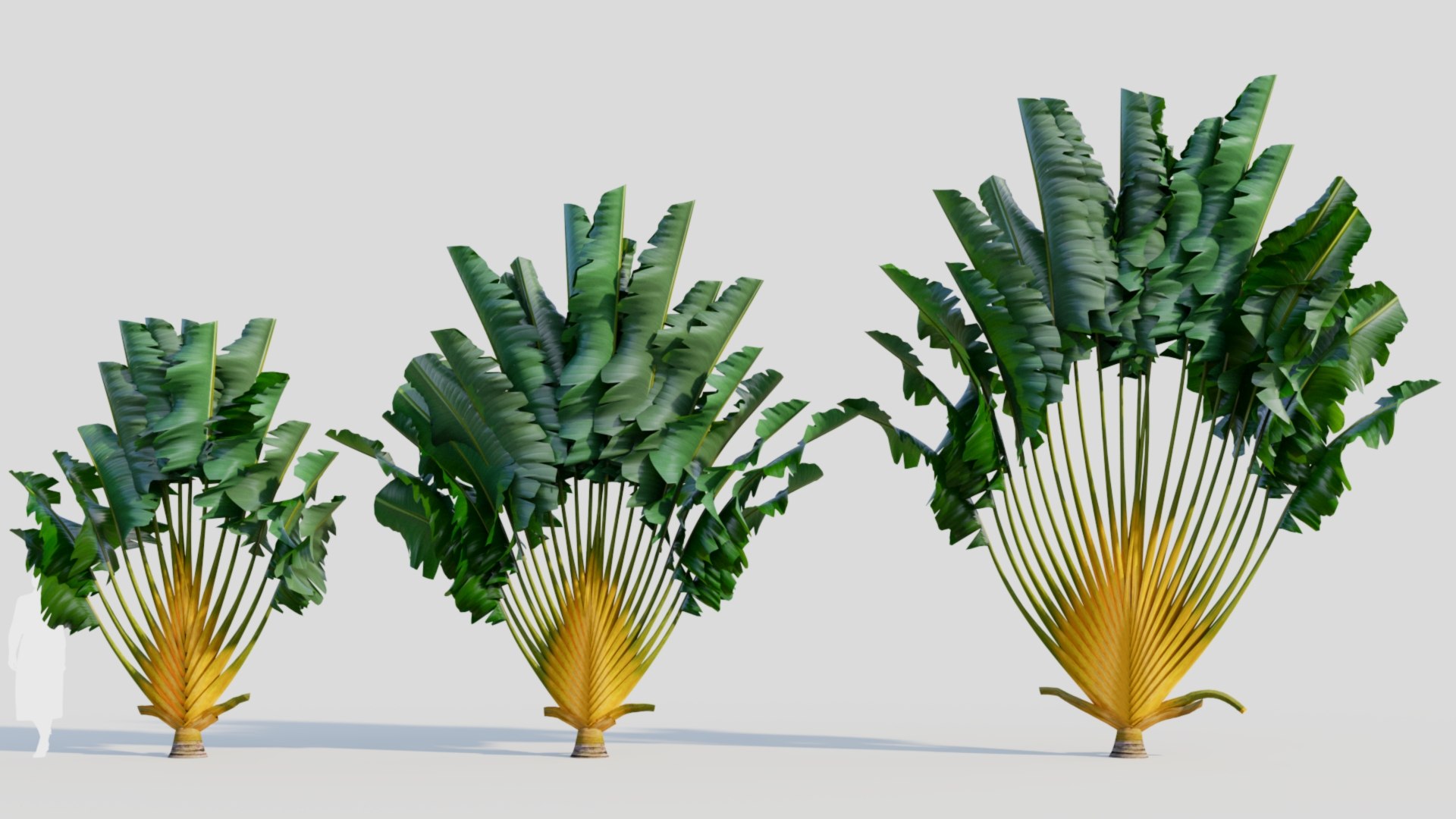 modelo 3d Ravenala madagascariensis b - TurboSquid 2219590