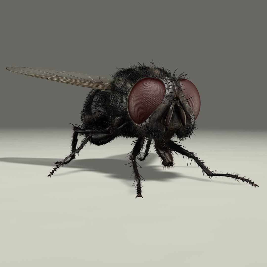 Housefly Fly Ma