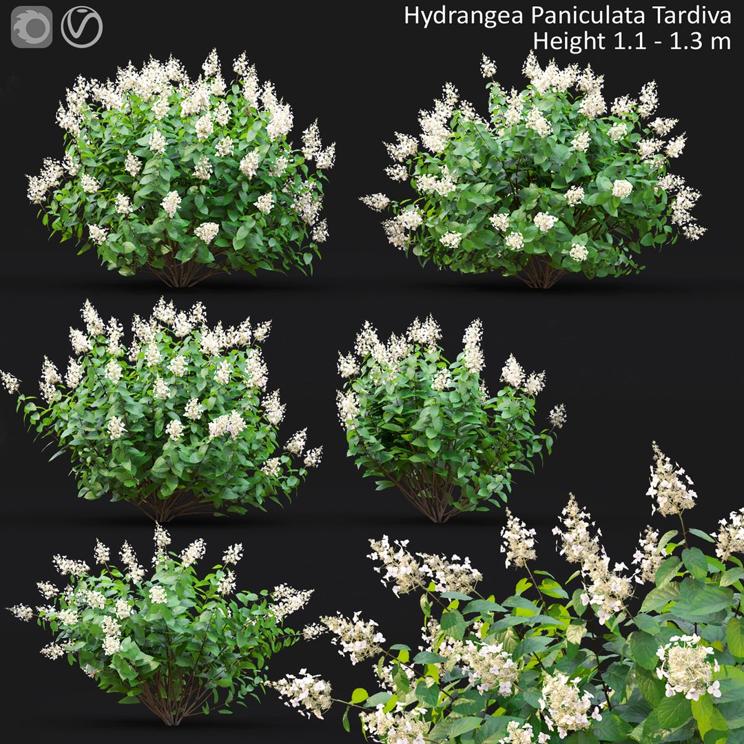 3D Hydrangea Paniculata Tardiva 02 - TurboSquid 1797559