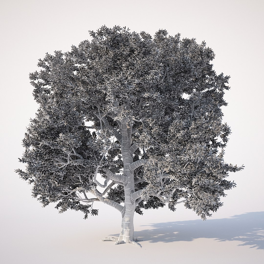 3D Model Broadleaf 001 - TurboSquid 1636754