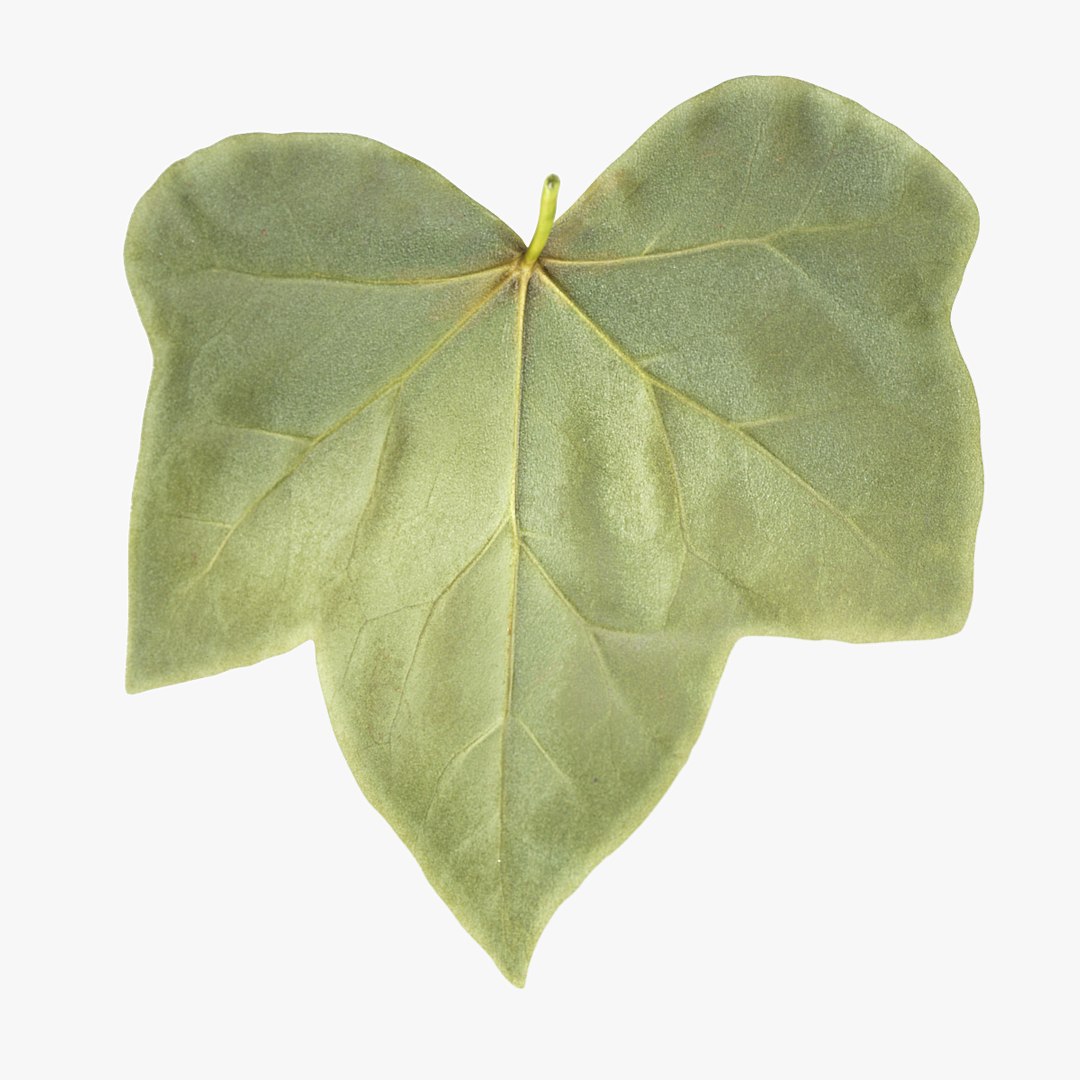 3D Model Ivy Leaf - TurboSquid 1305750