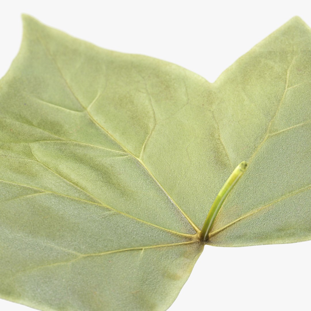 3D Model Ivy Leaf - TurboSquid 1305750