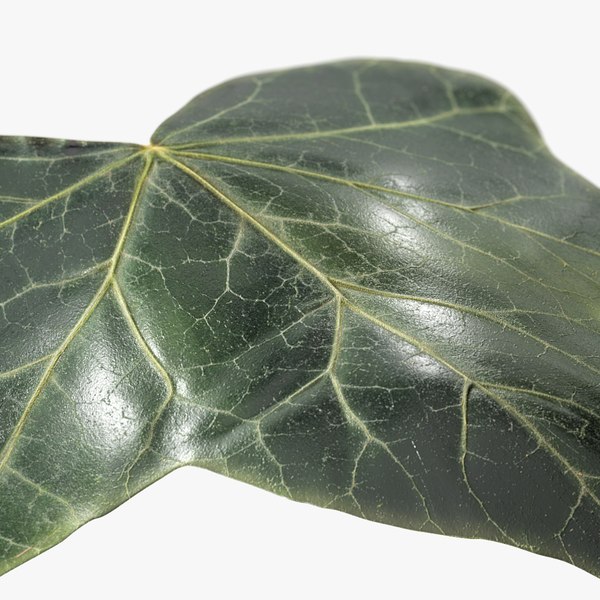 3D model ivy leaf - TurboSquid 1305750