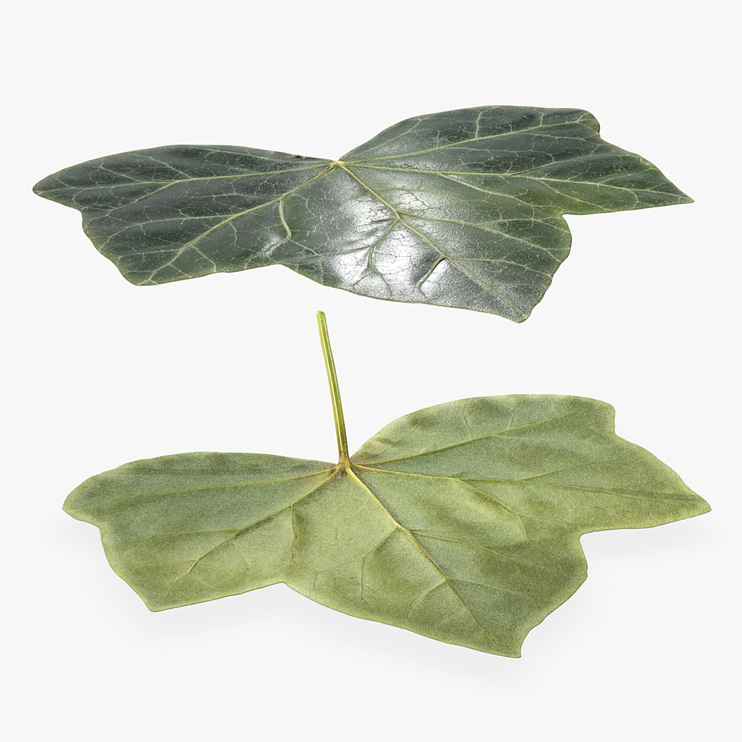 3D Model Ivy Leaf - TurboSquid 1305750