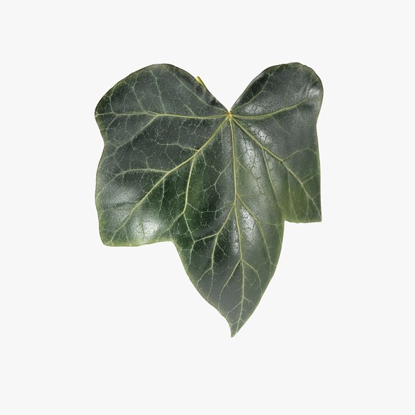 3D model ivy leaf - TurboSquid 1305750