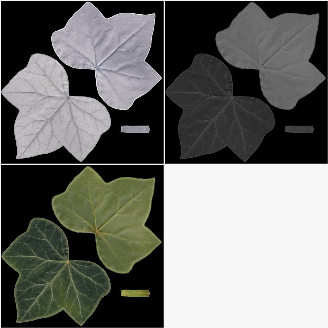 3D Model Ivy Leaf - TurboSquid 1305750