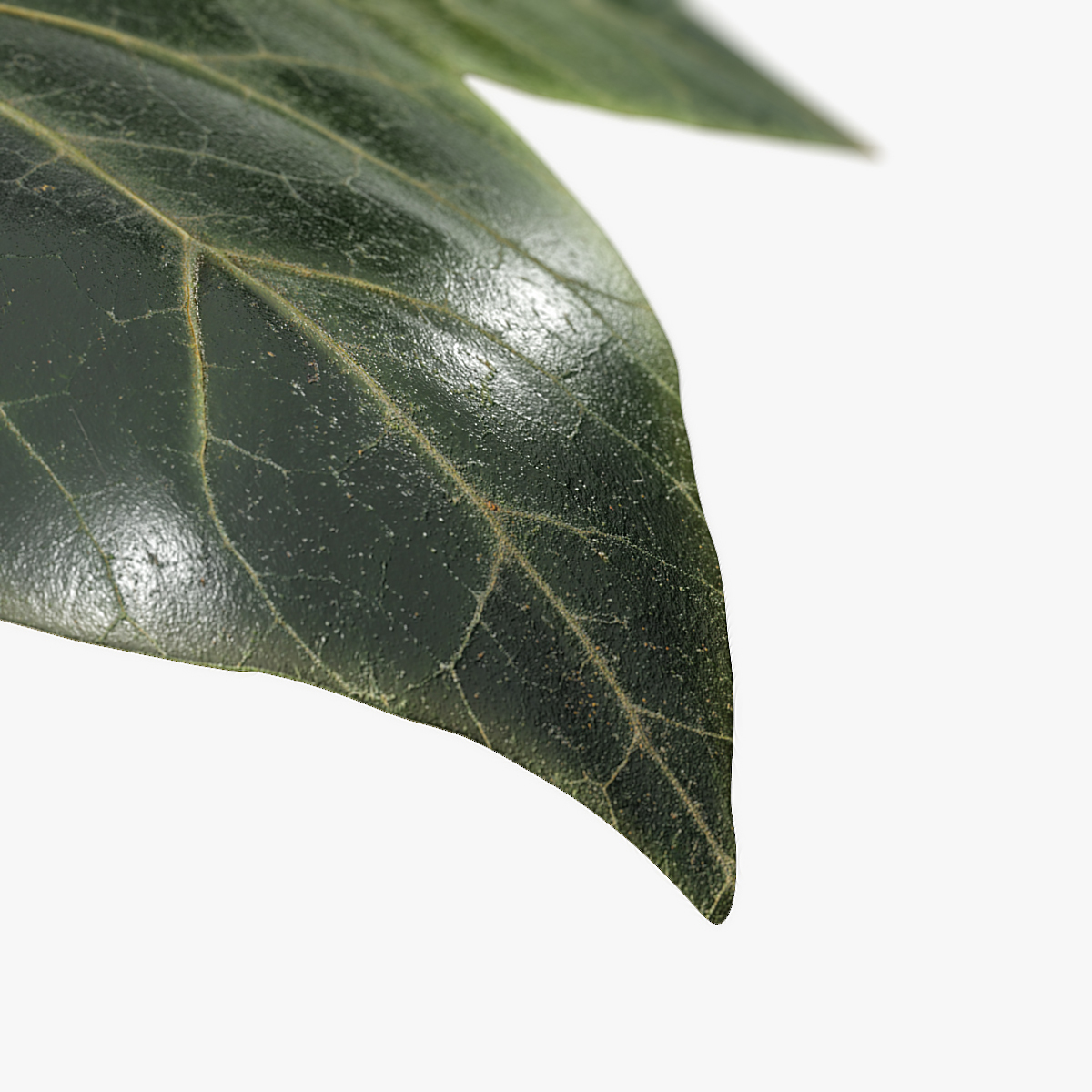 3D model ivy leaf - TurboSquid 1305750