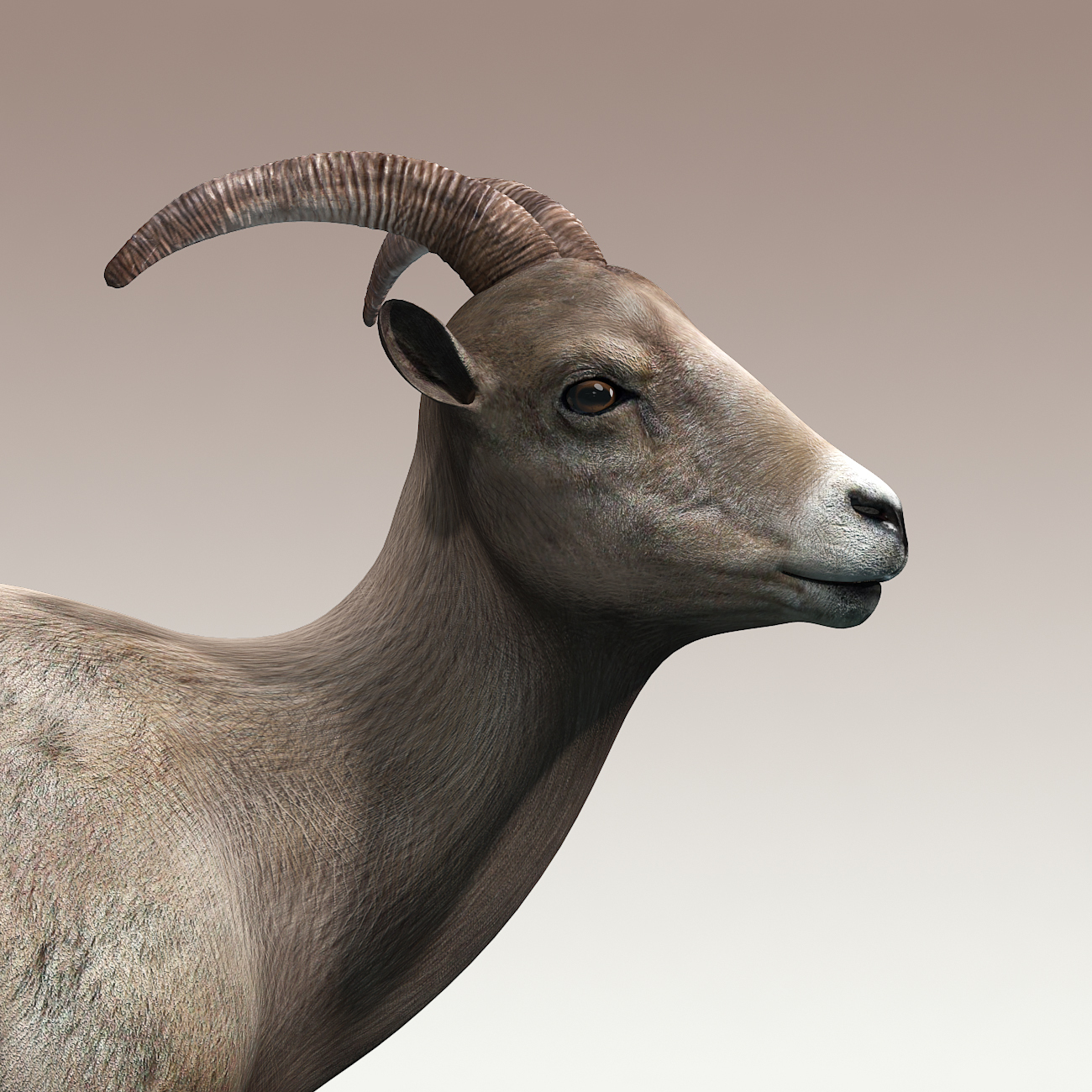 3d model of bighorn sheep female fur