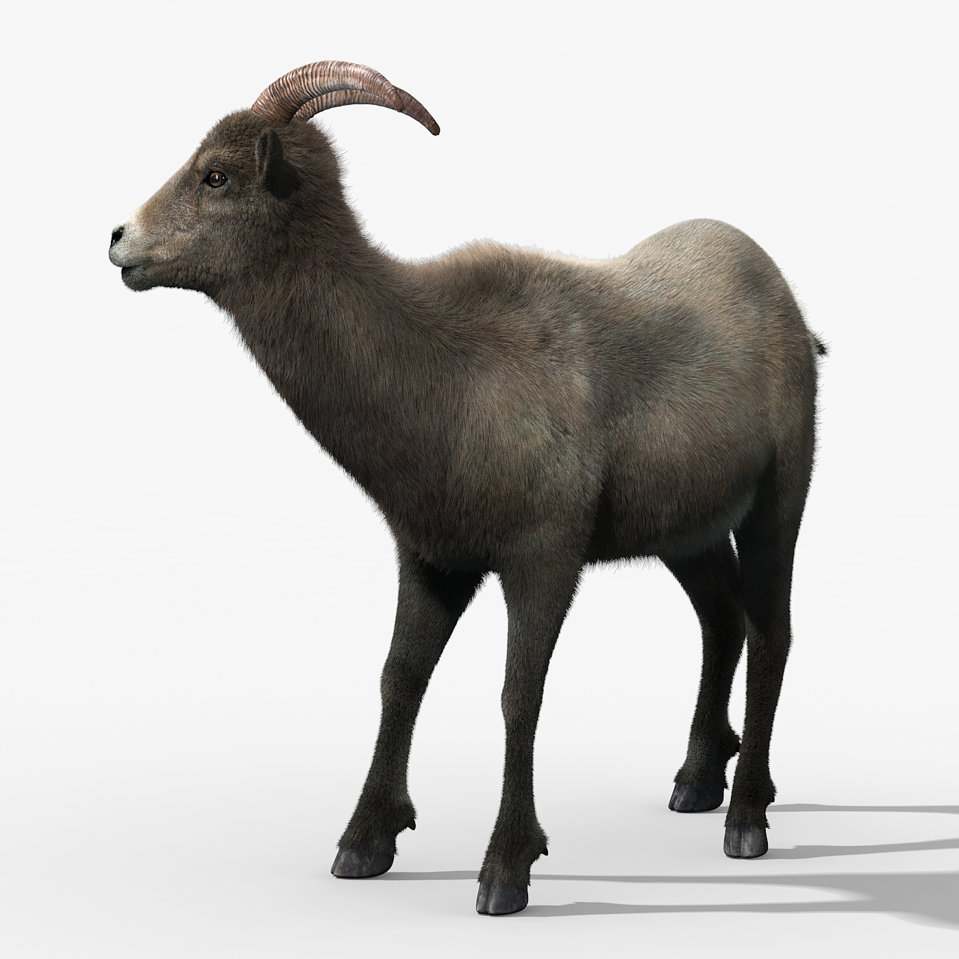 3d model of bighorn sheep female fur
