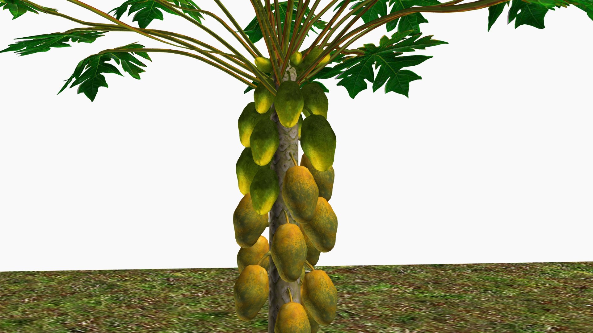 3D Papaya Tree Model - TurboSquid 1910547
