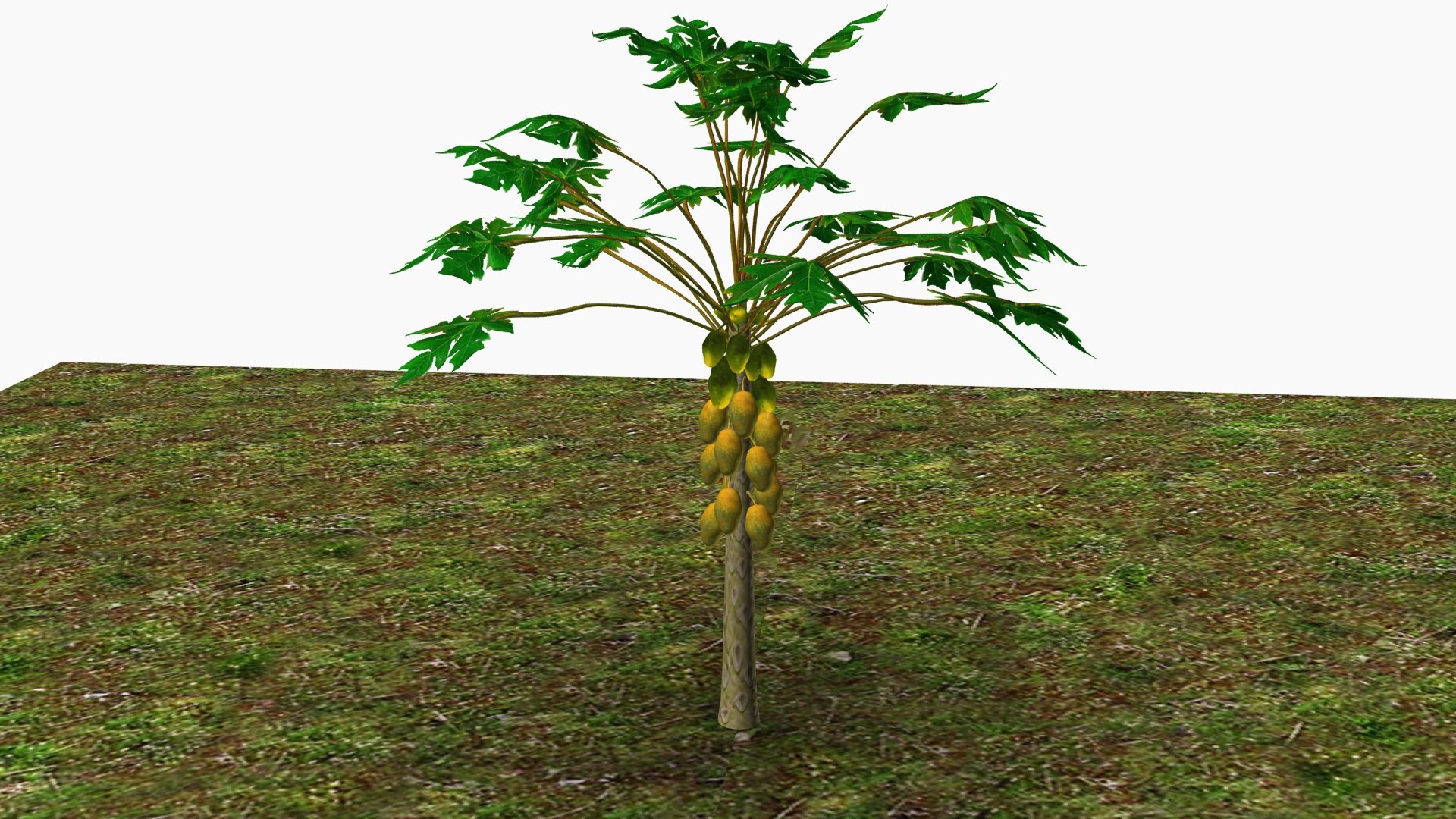 3D Papaya Tree Model - TurboSquid 1910547
