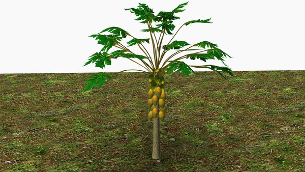 3D Papaya tree model - TurboSquid 1910547