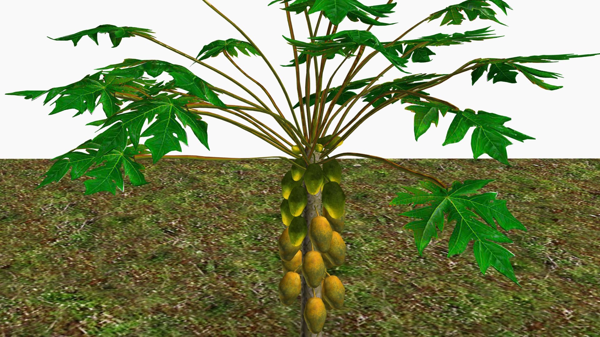 3D Papaya Tree Model - TurboSquid 1910547
