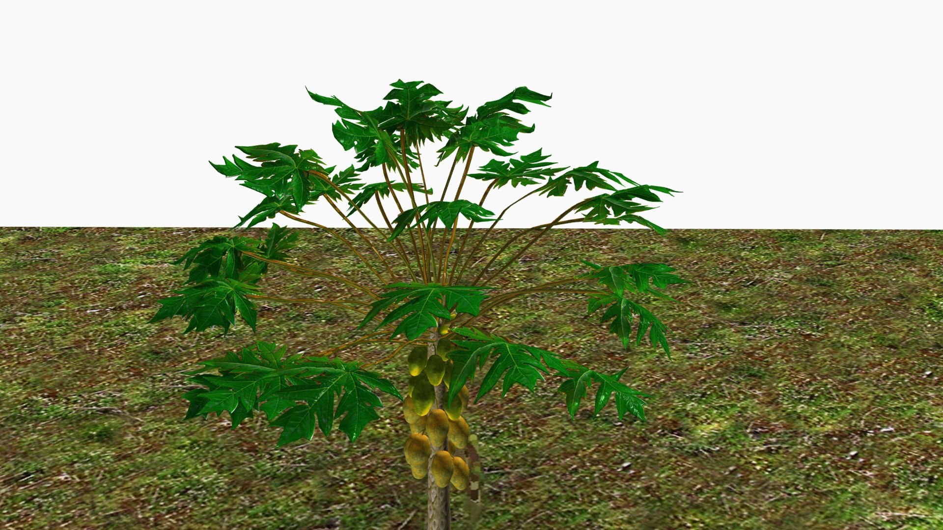 3D Papaya Tree Model - TurboSquid 1910547