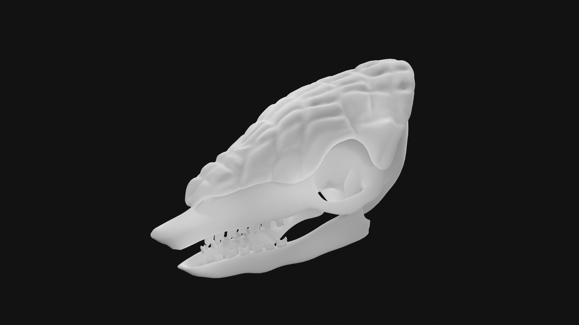 3D Armadillo Skull - TurboSquid 1994343