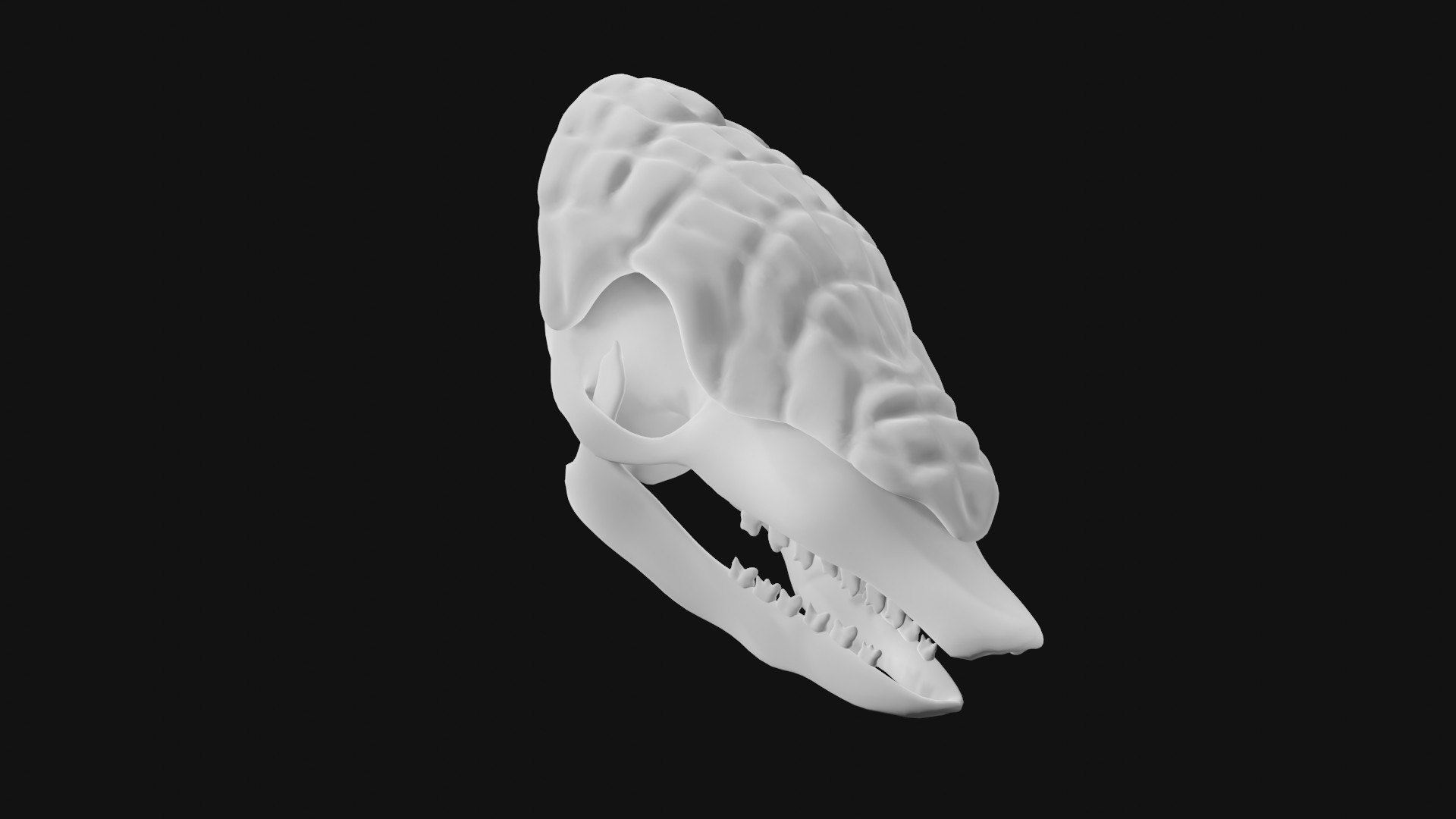 3D Armadillo Skull - TurboSquid 1994343
