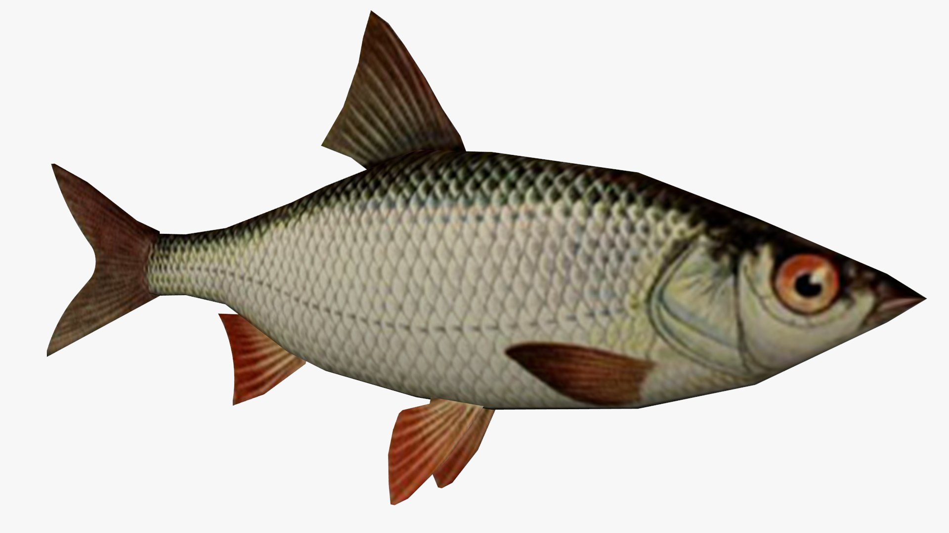 3ds Ready Realistic Fish