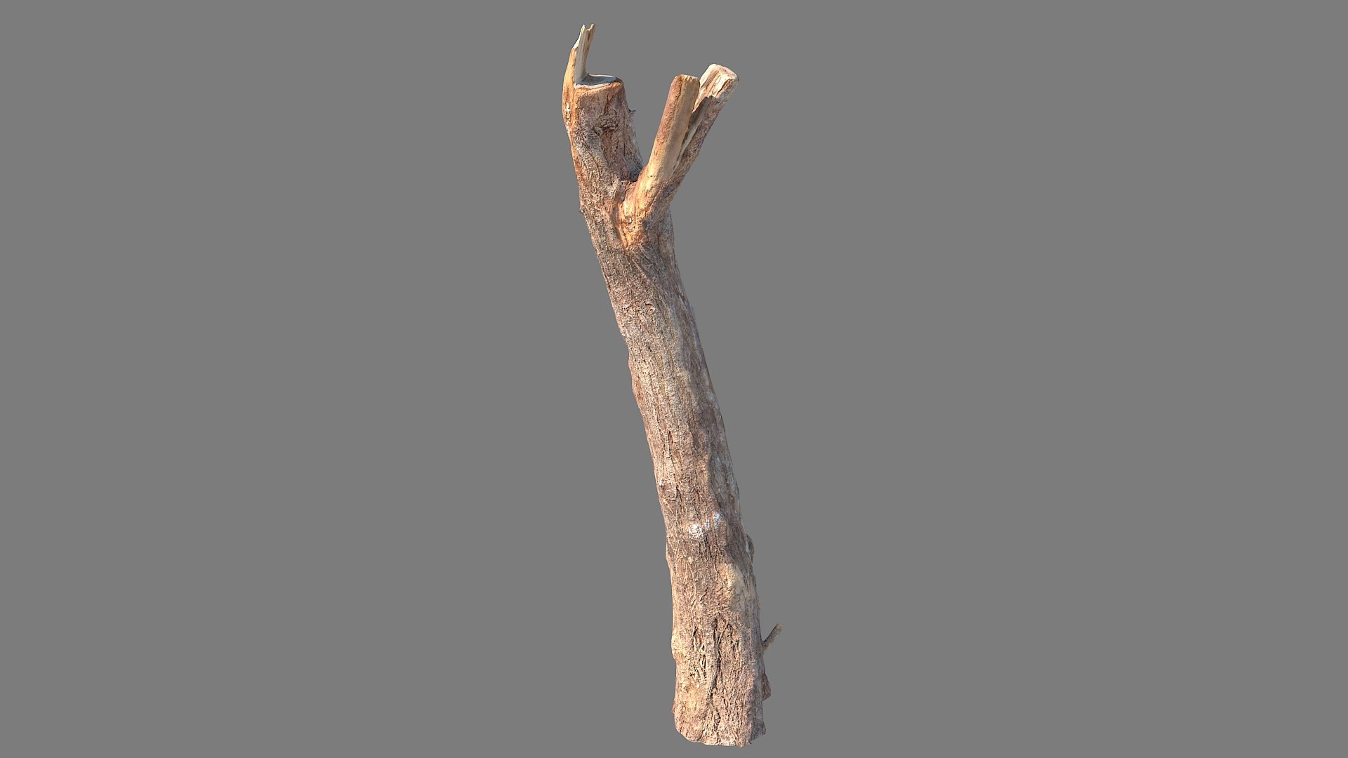 Twig Scanned 28 3D Model - TurboSquid 2088509