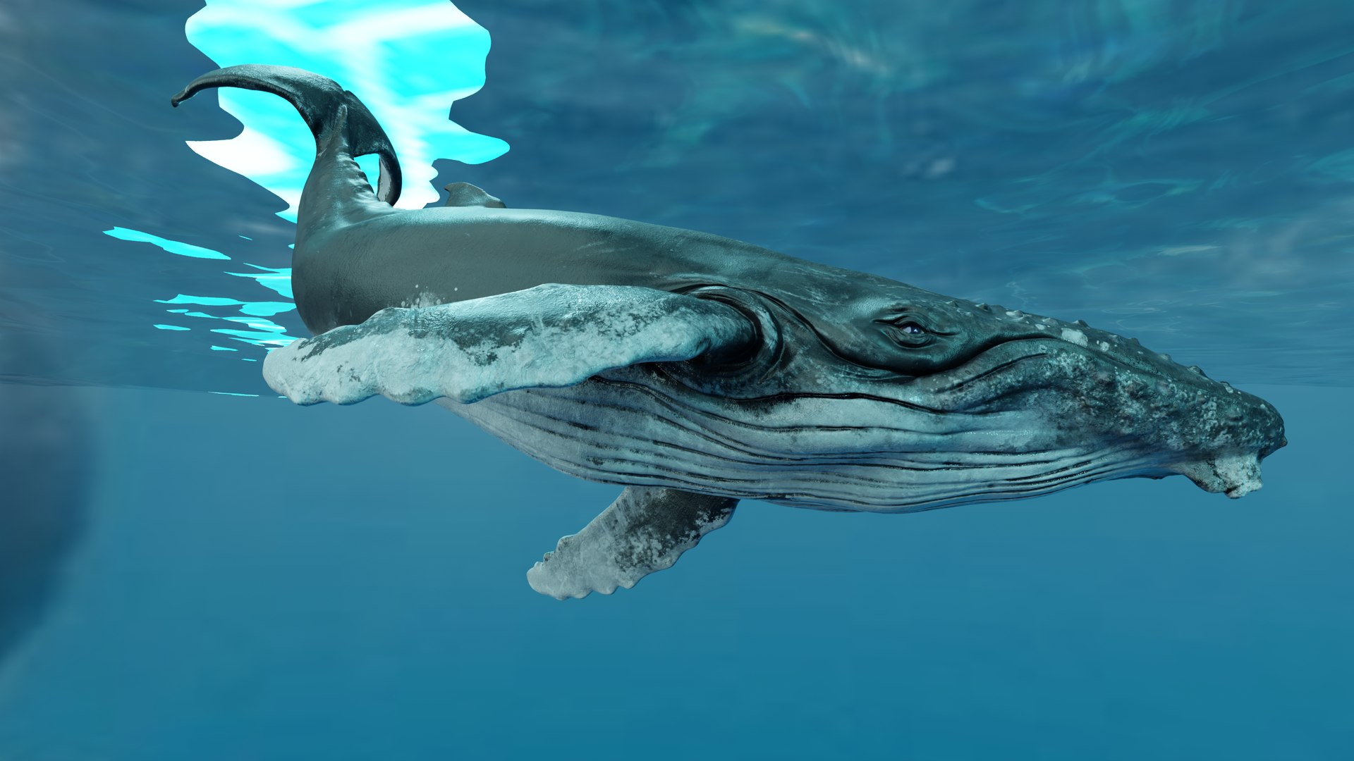 Humpback Whale Animated RE Model - TurboSquid 2003596