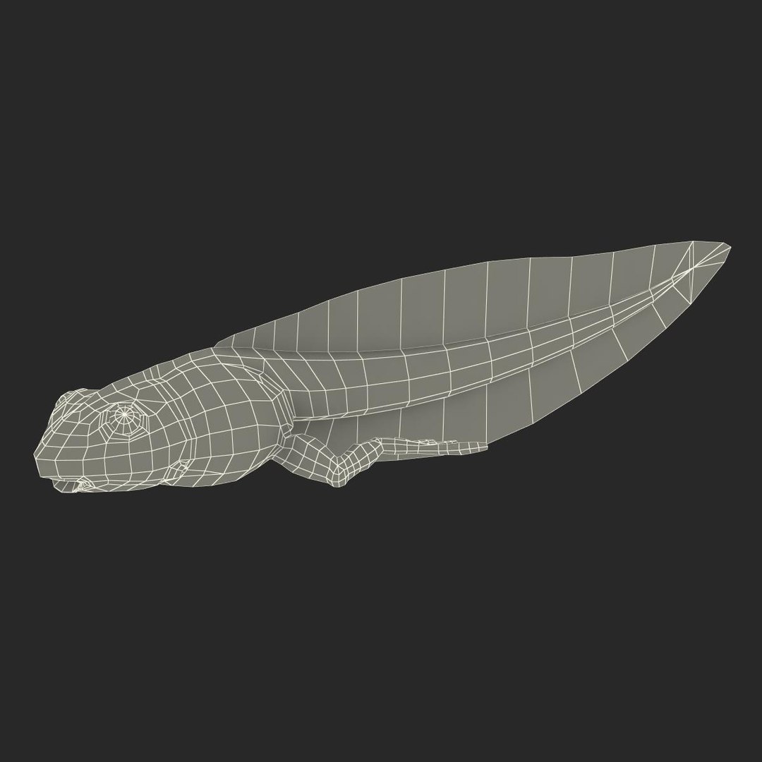 Frog Tadpole 2 3d Model