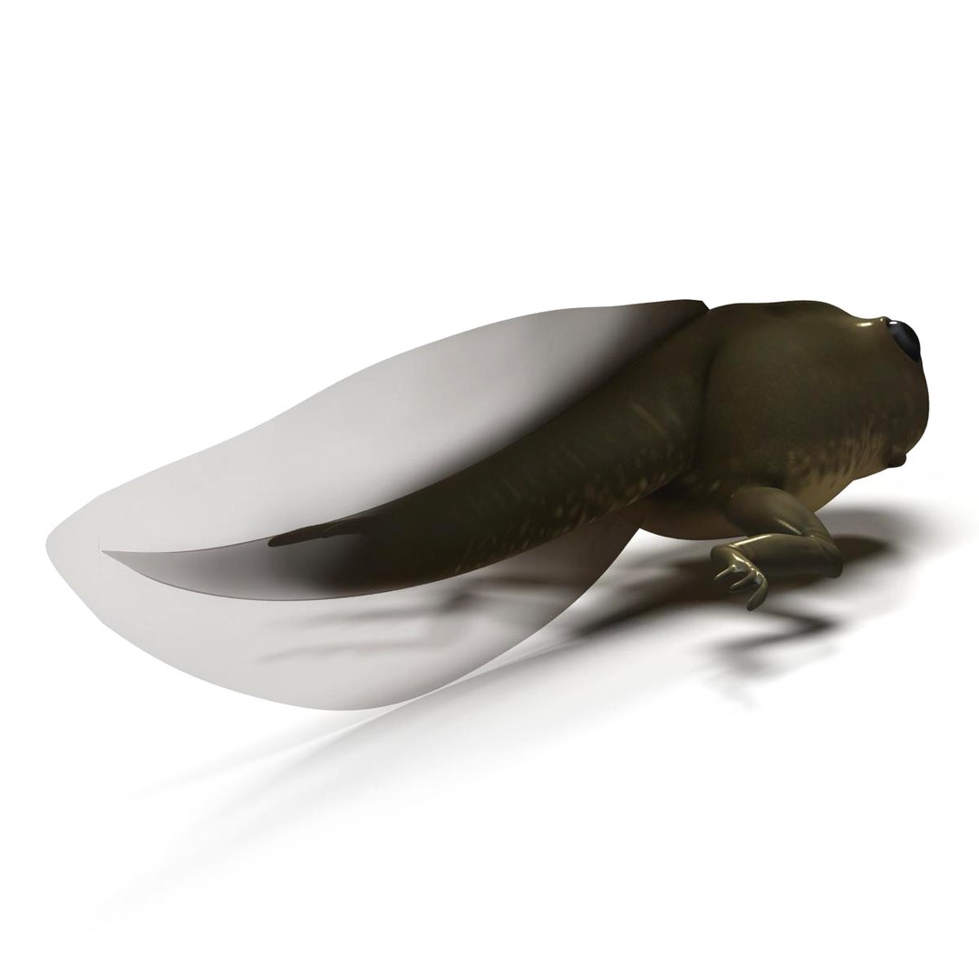 Frog Tadpole 2 3d Model