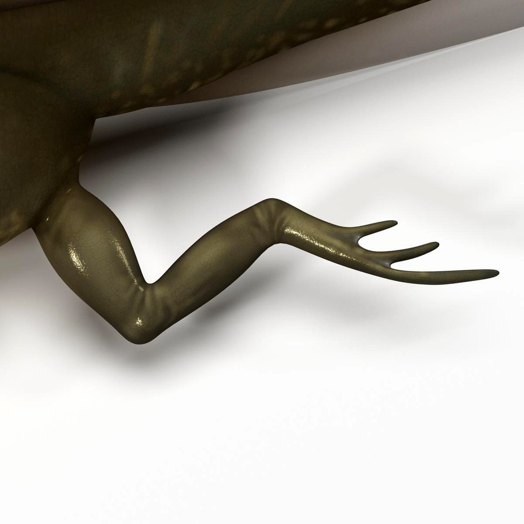 Frog Tadpole 2 3d Model