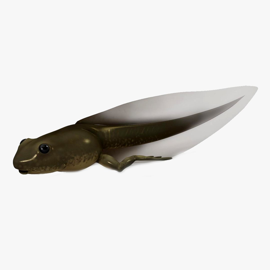 Frog Tadpole 2 3d Model