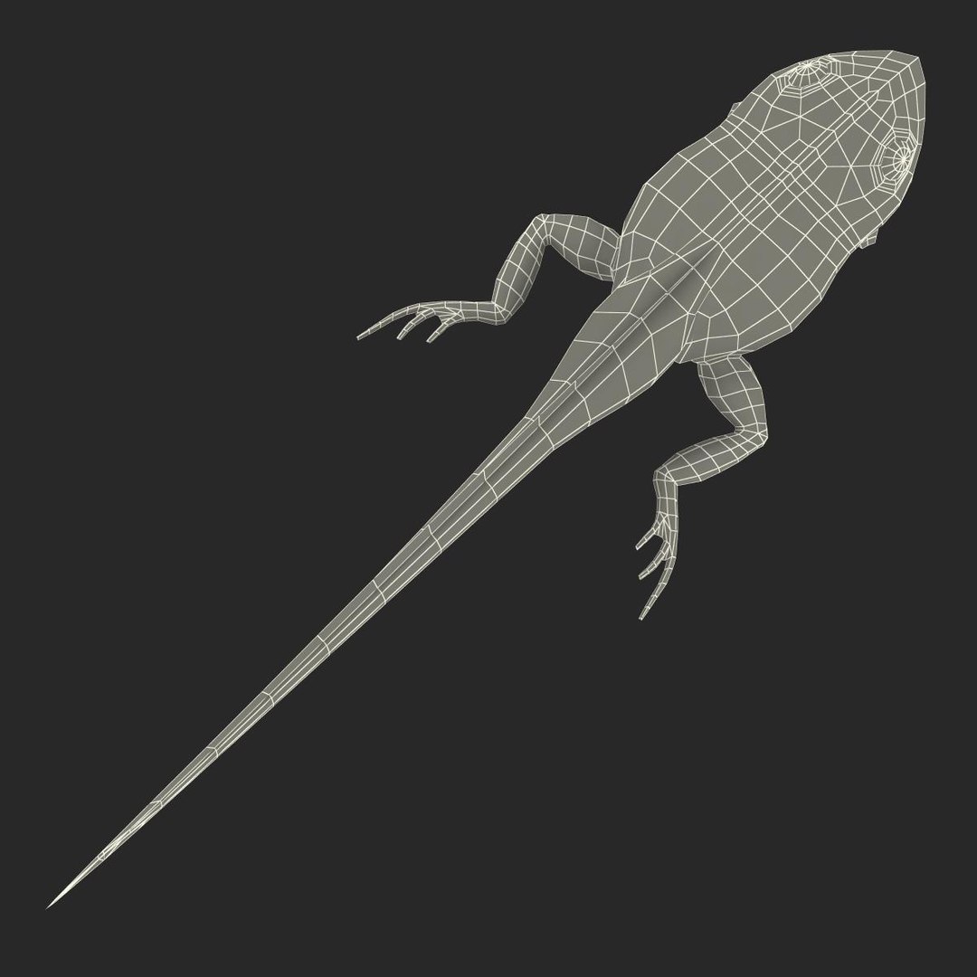 Frog Tadpole 2 3d Model