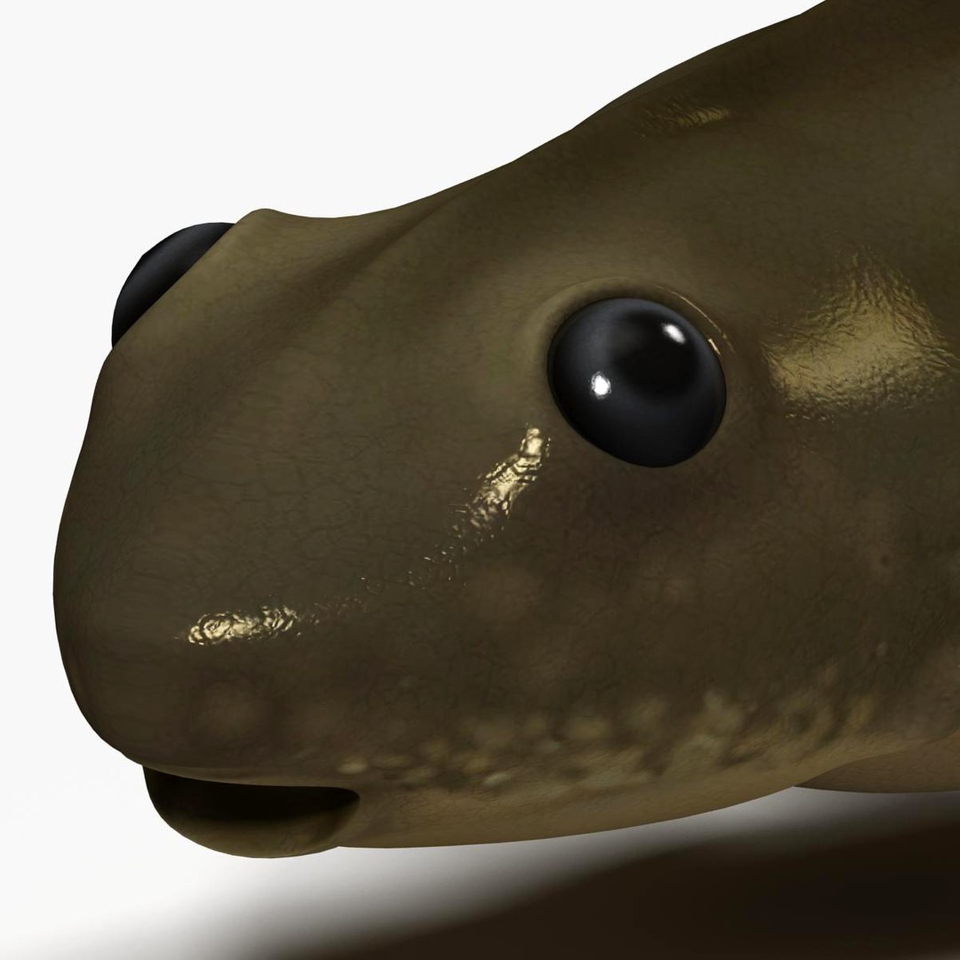 Frog Tadpole 2 3d Model