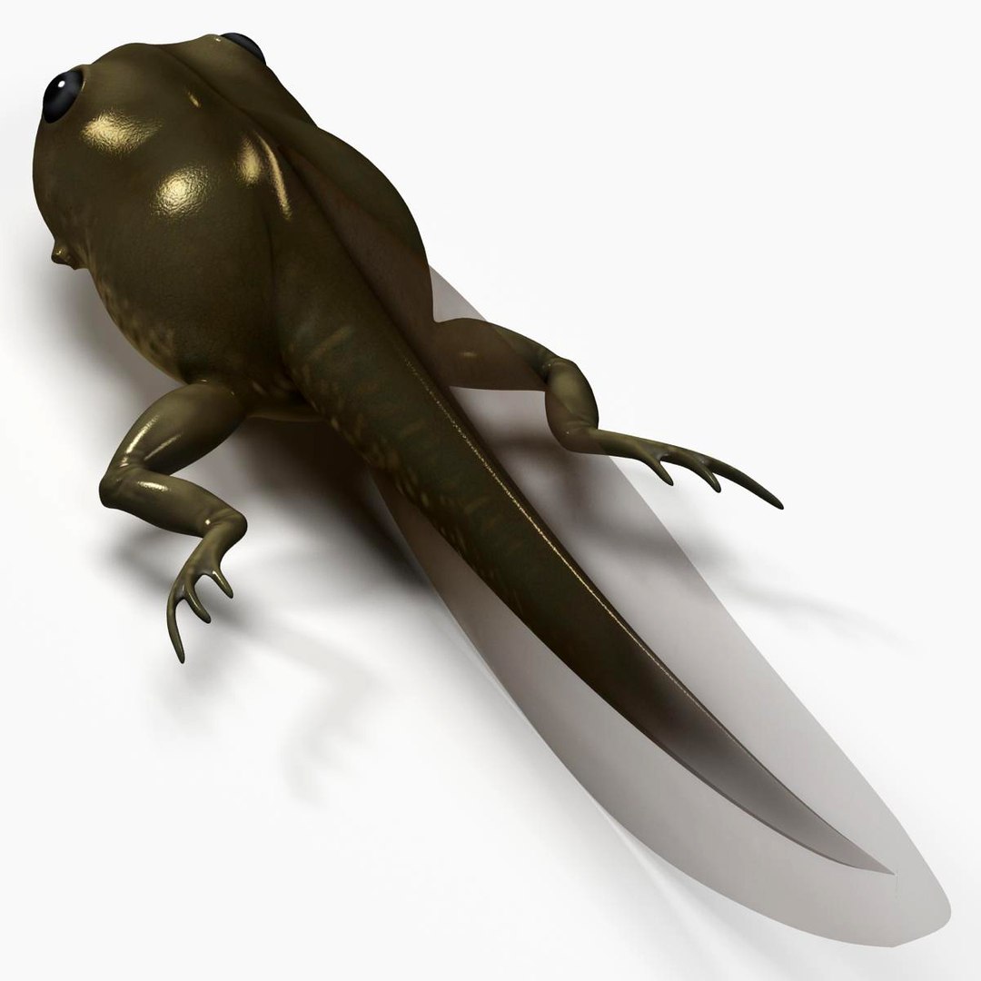 Frog Tadpole 2 3d Model