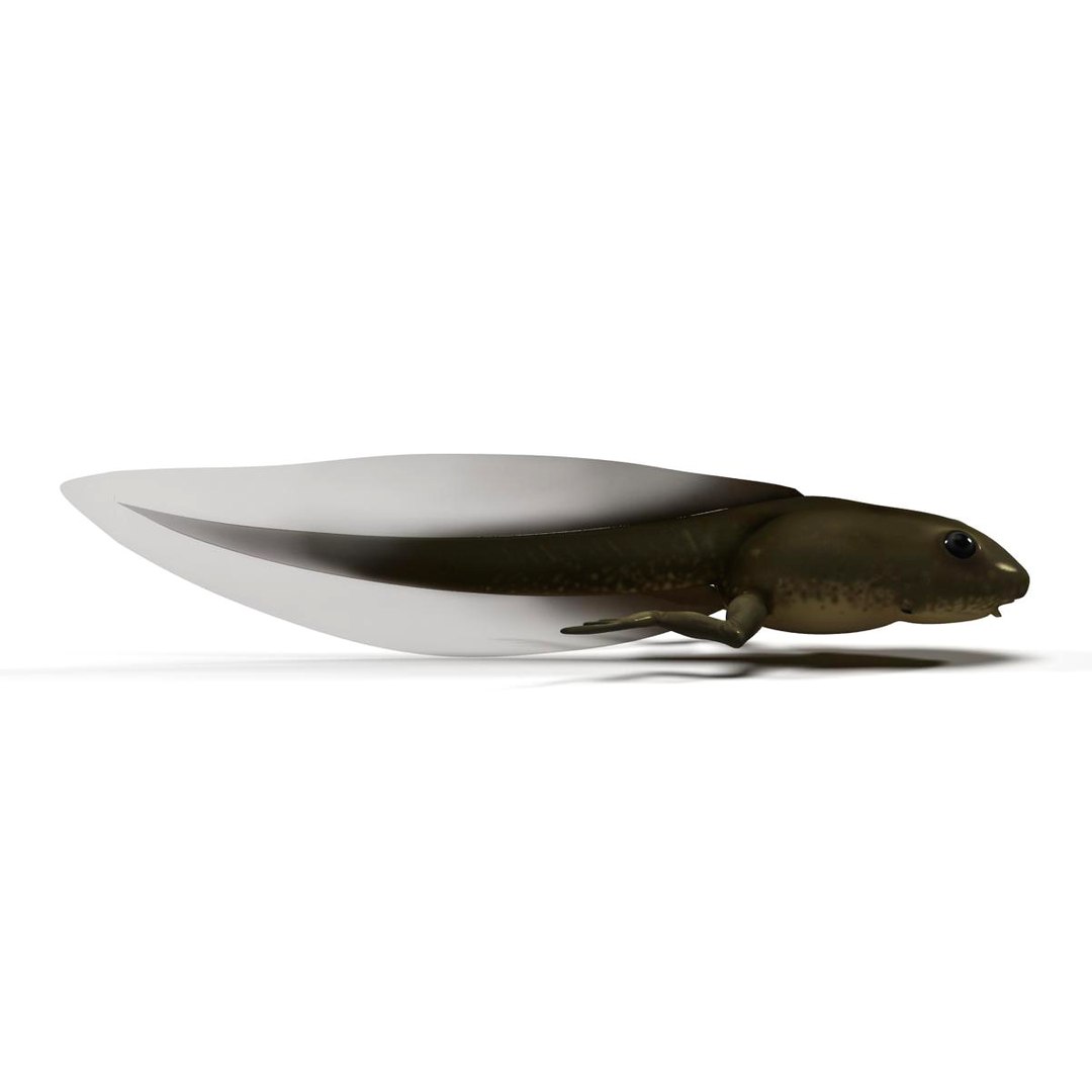 Frog Tadpole 2 3d Model