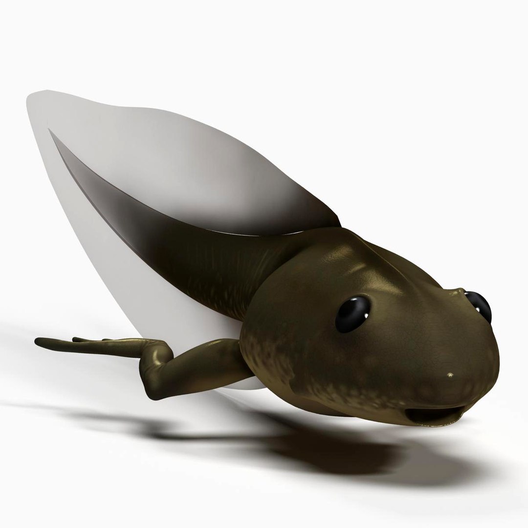 Frog Tadpole 2 3d Model