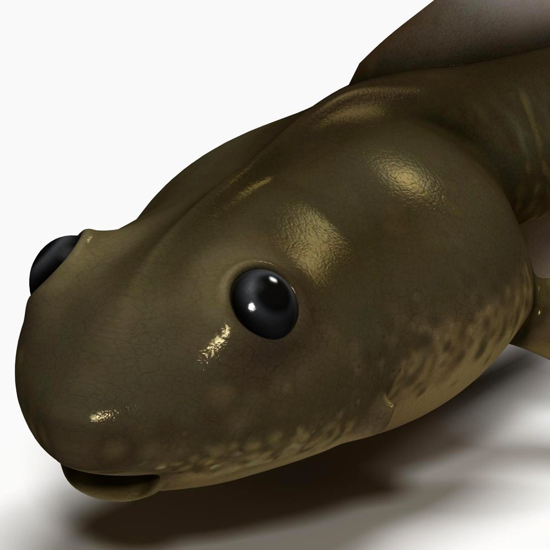 Frog Tadpole 2 3d Model