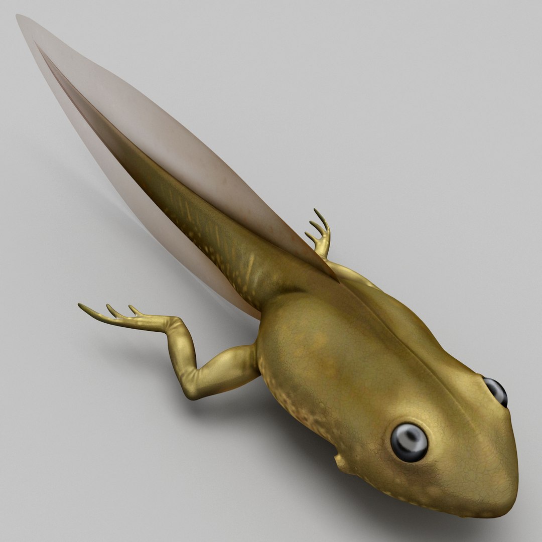Frog Tadpole 2 3d Model