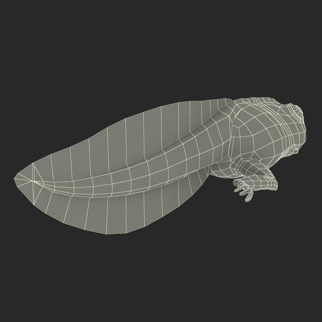 Frog Tadpole 2 3d Model