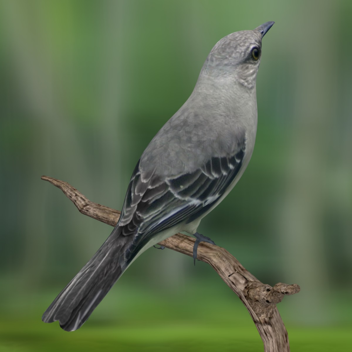 3d northern mockingbird birds ab
