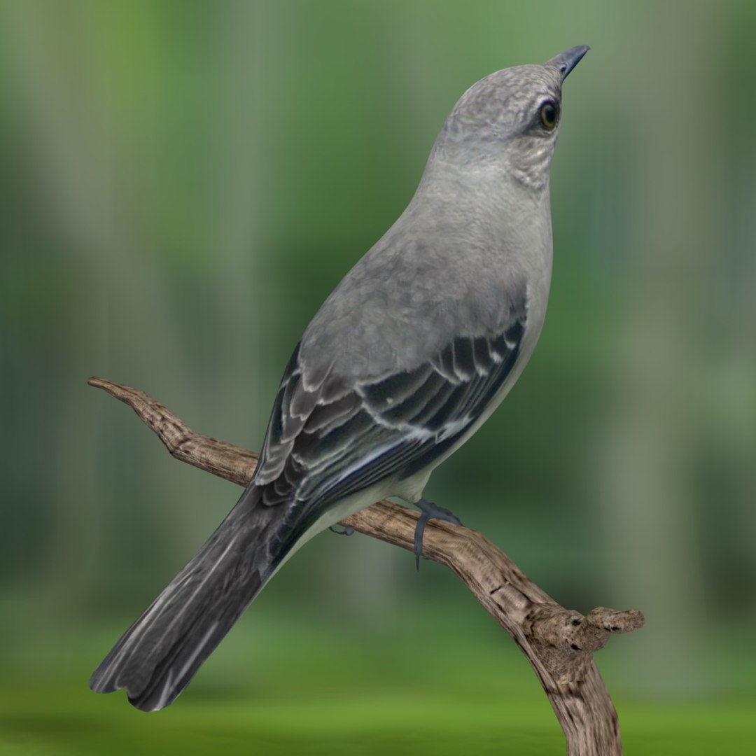 3d Northern Mockingbird Birds Ab