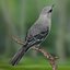 3d Northern Mockingbird Birds Ab