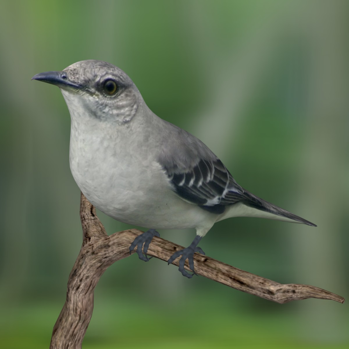 3d northern mockingbird birds ab