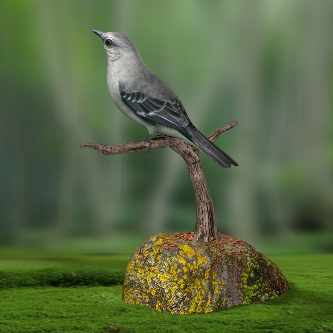 3d Northern Mockingbird Birds Ab