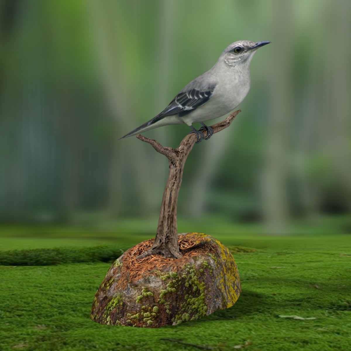 3d northern mockingbird birds ab