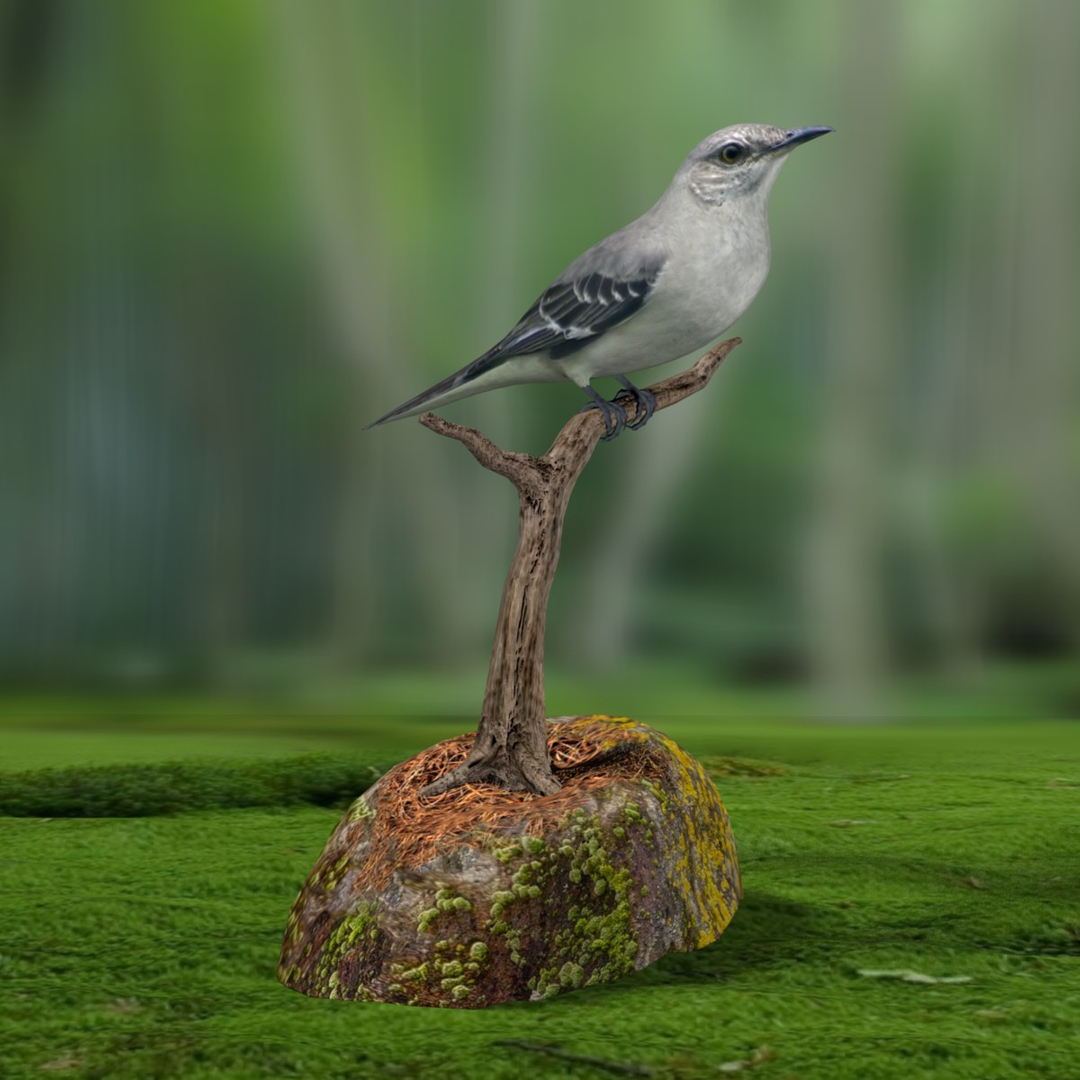 3d northern mockingbird birds ab