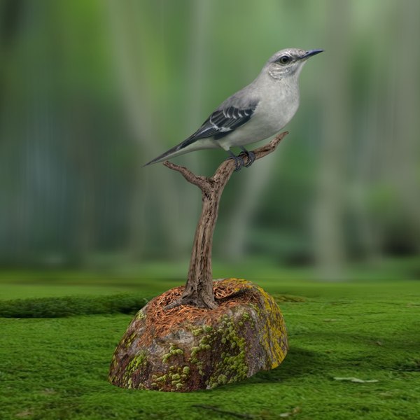 3d northern mockingbird birds ab