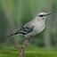 3d northern mockingbird birds ab