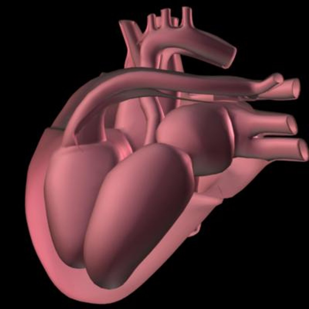 Human Heart Obj